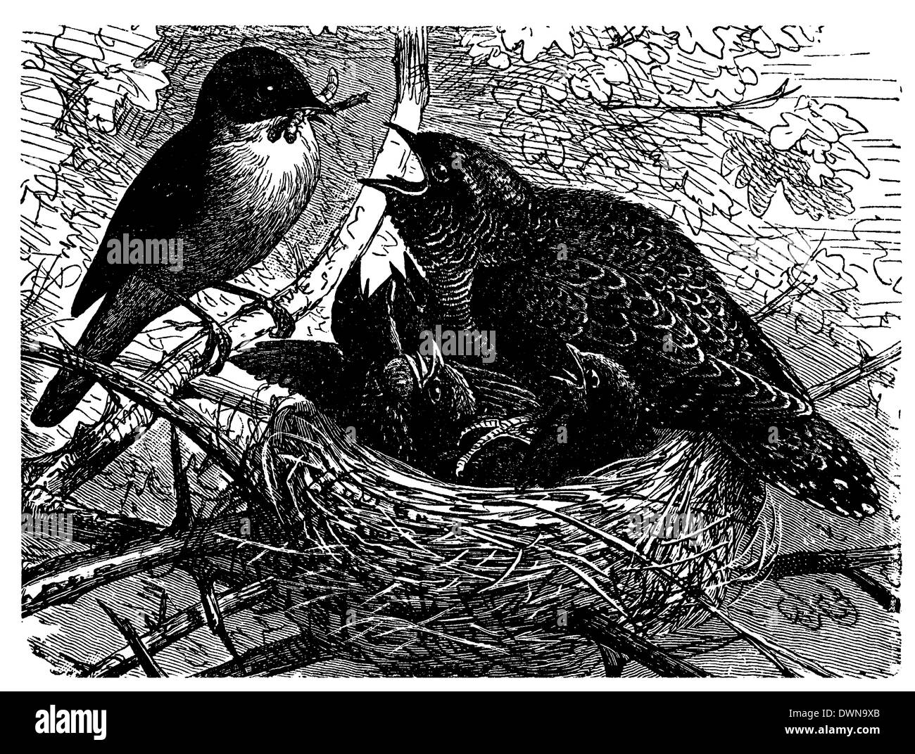 Cuckoo bird Black and White Stock Photos & Images - Alamy