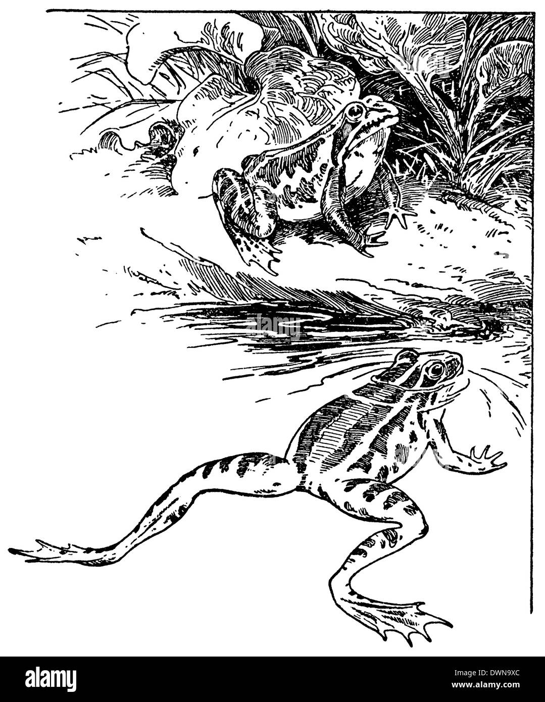 Black frog drawing hi-res stock photography and images - Alamy