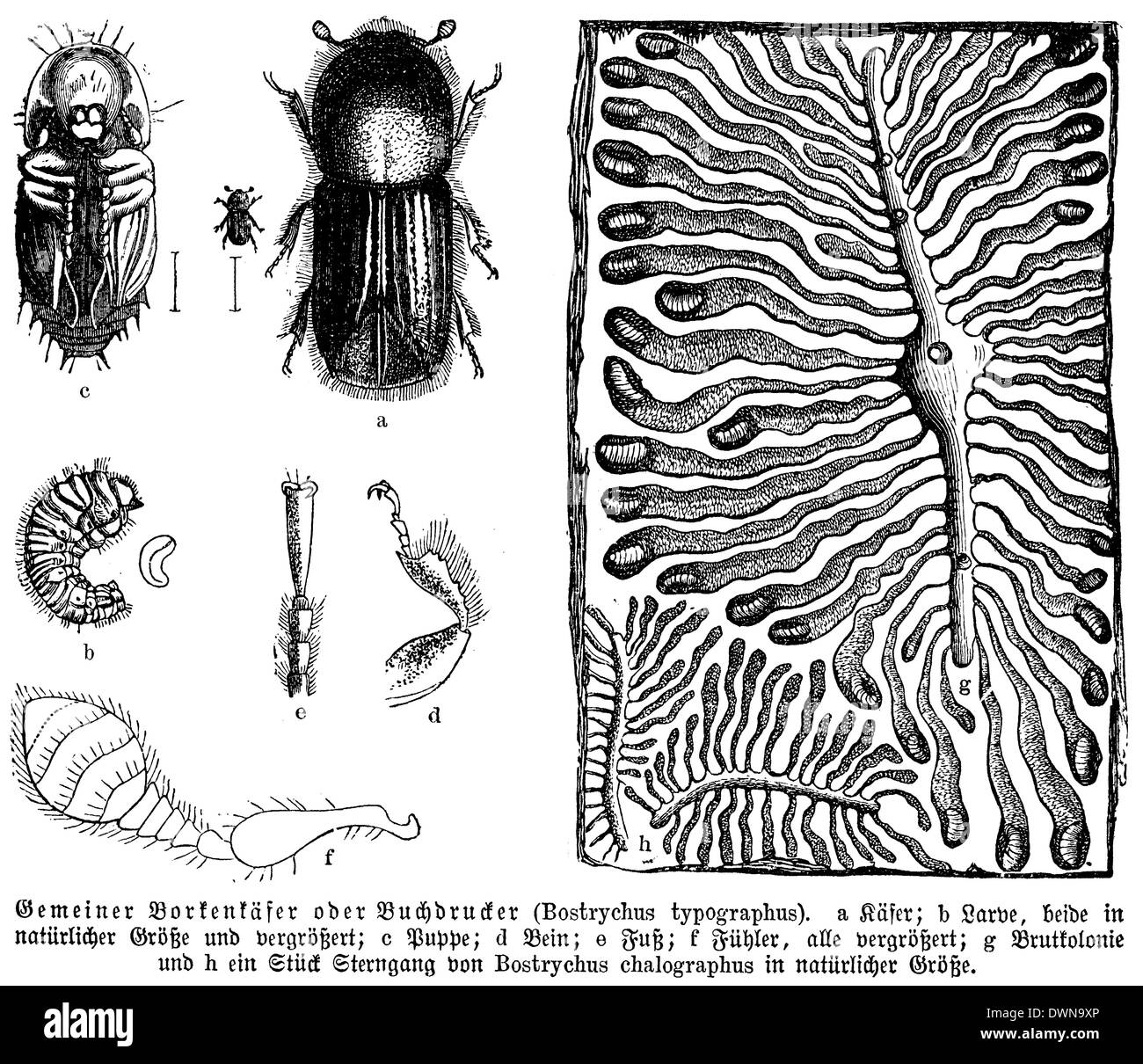 Drawing beetle Black and White Stock Photos & Images - Alamy