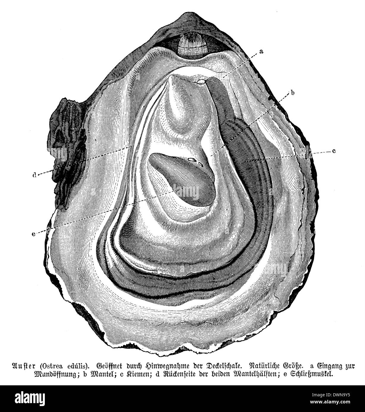 Vintage engraving oyster shell hi-res stock photography and images - Alamy