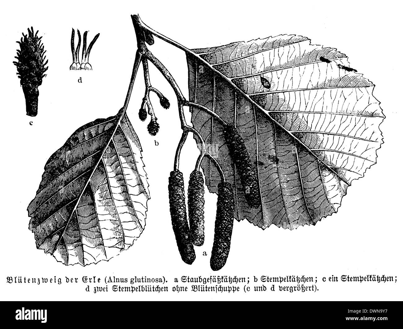 Black alder botanical drawing hi-res stock photography and images - Alamy
