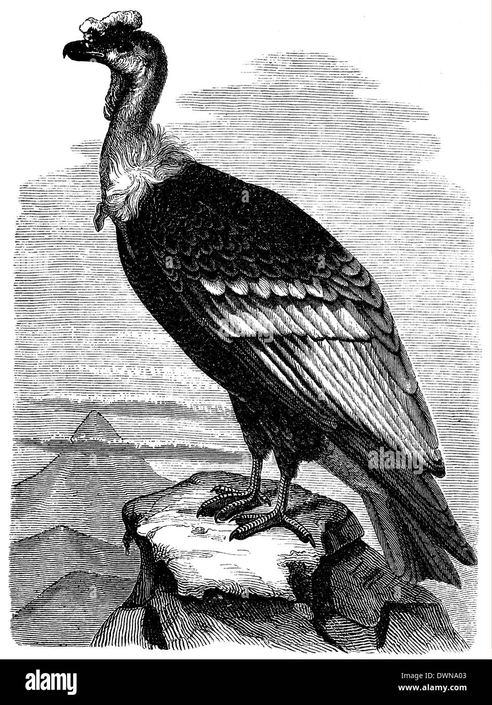 Condor drawing hi-res stock photography and images - Alamy