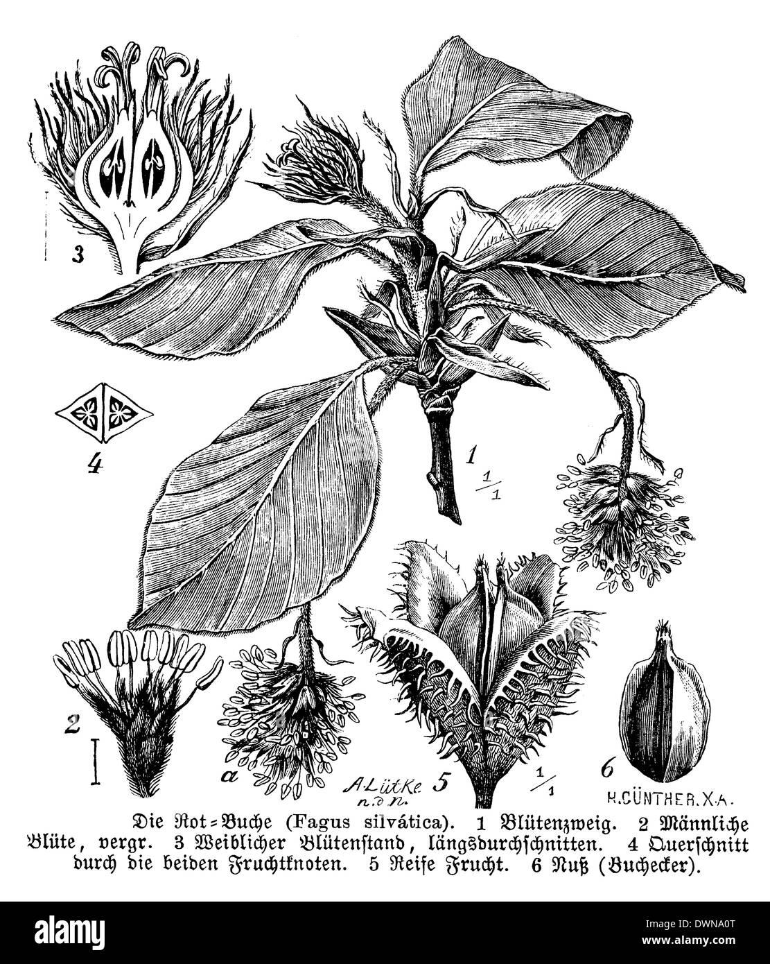 Drawing of beech hi-res stock photography and images - Alamy