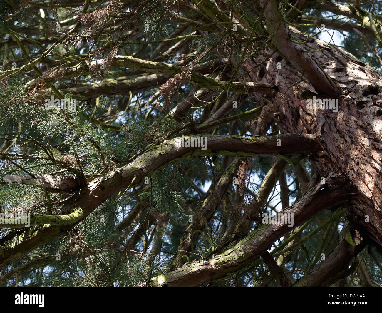 Mammoth tree (Sequoia gigantea) detail Stock Photo - Alamy