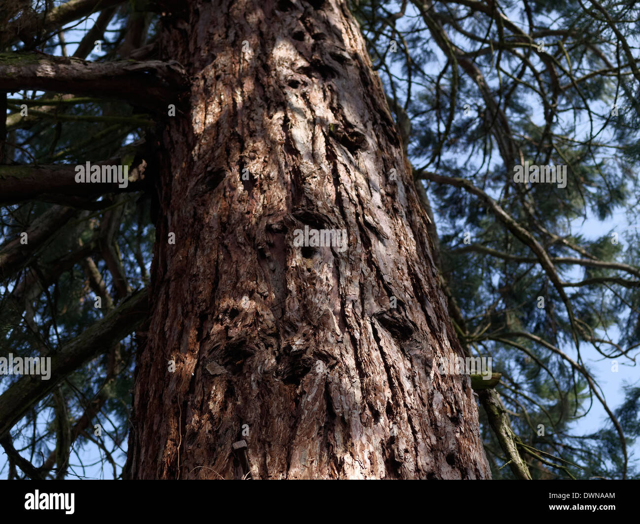 Sequoia gigantea hi-res stock photography and images - Alamy