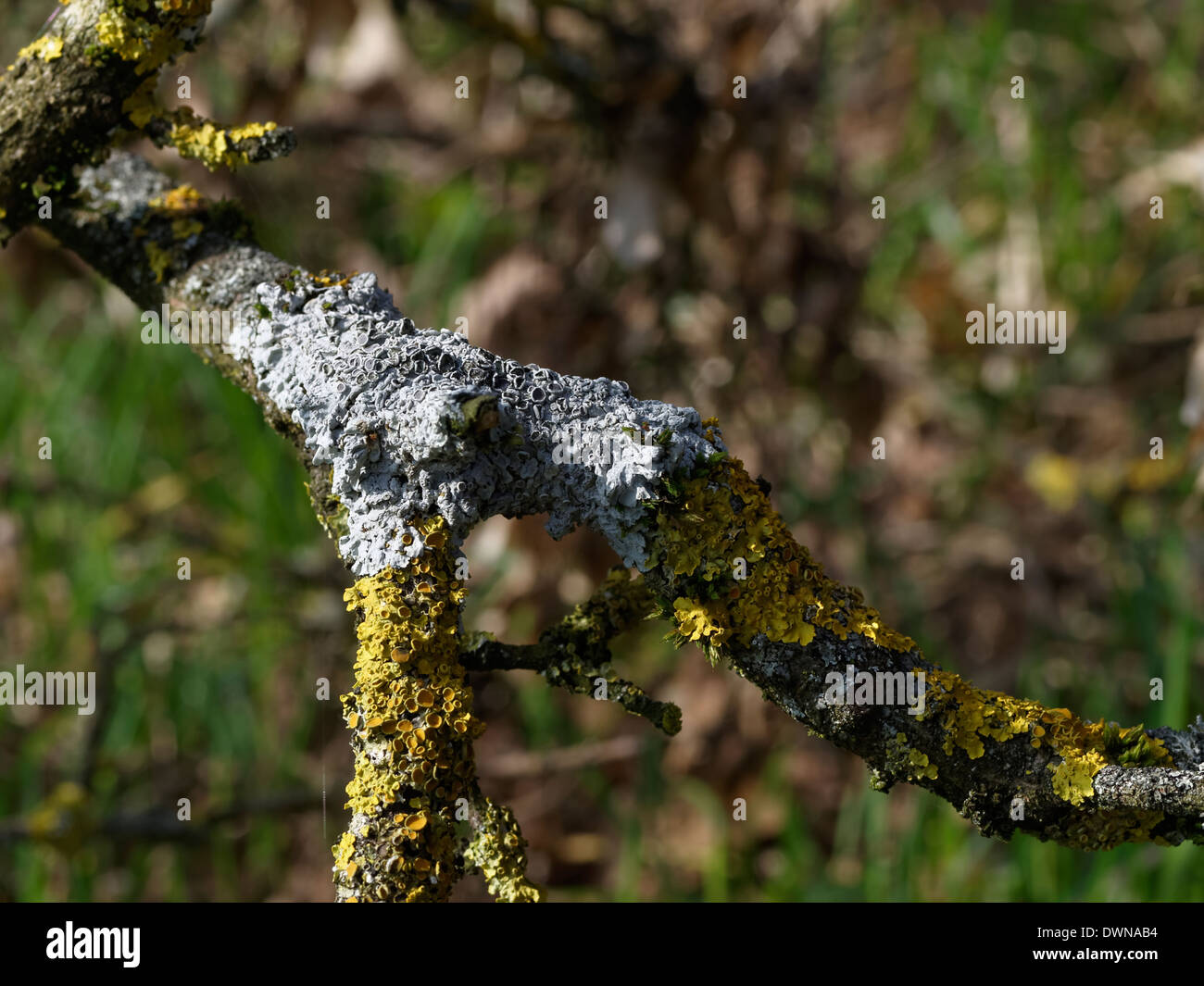 Grey and yellow lichen hi-res stock photography and images - Alamy