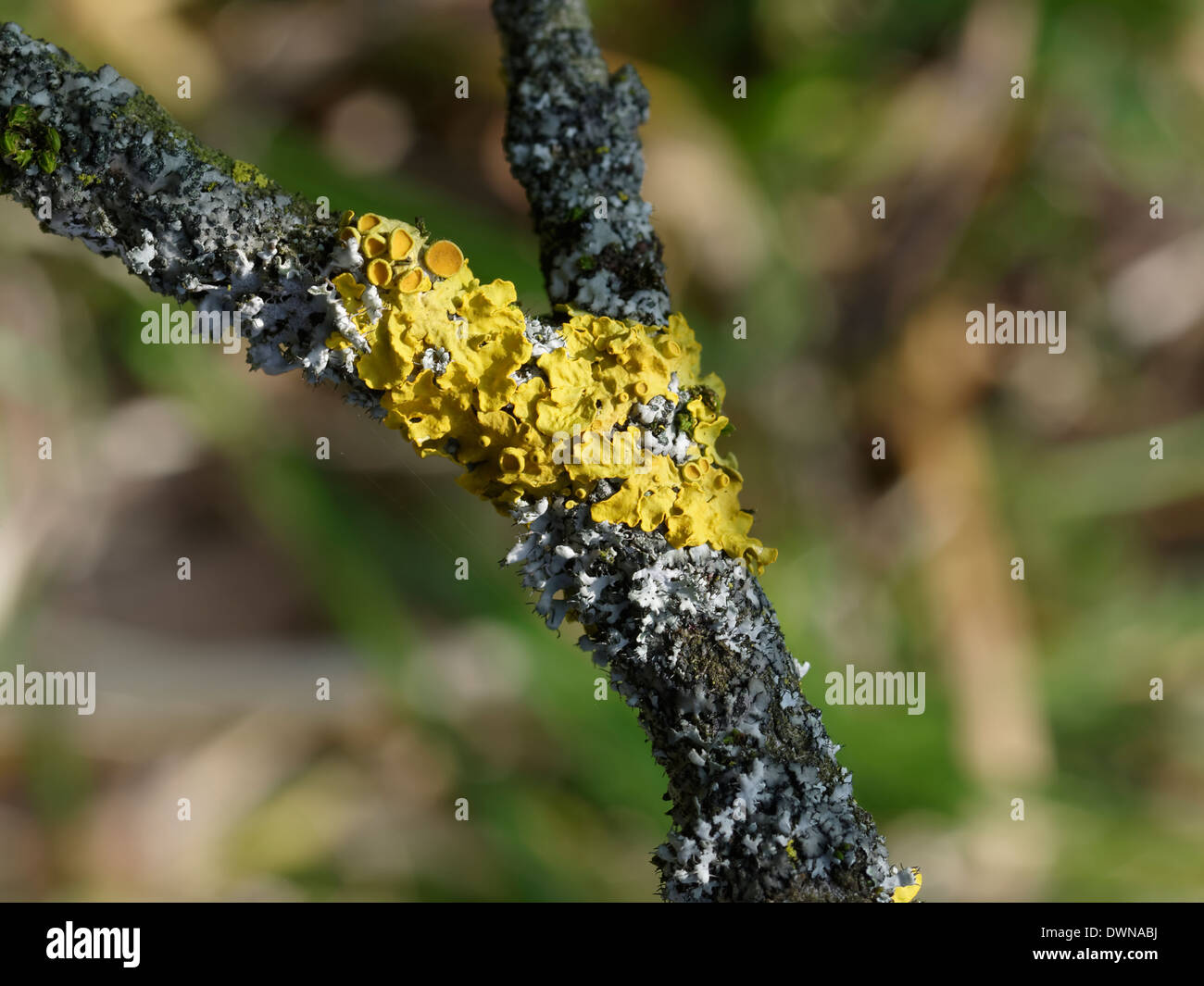 Lichen on a branch, detail Stock Photo - Alamy
