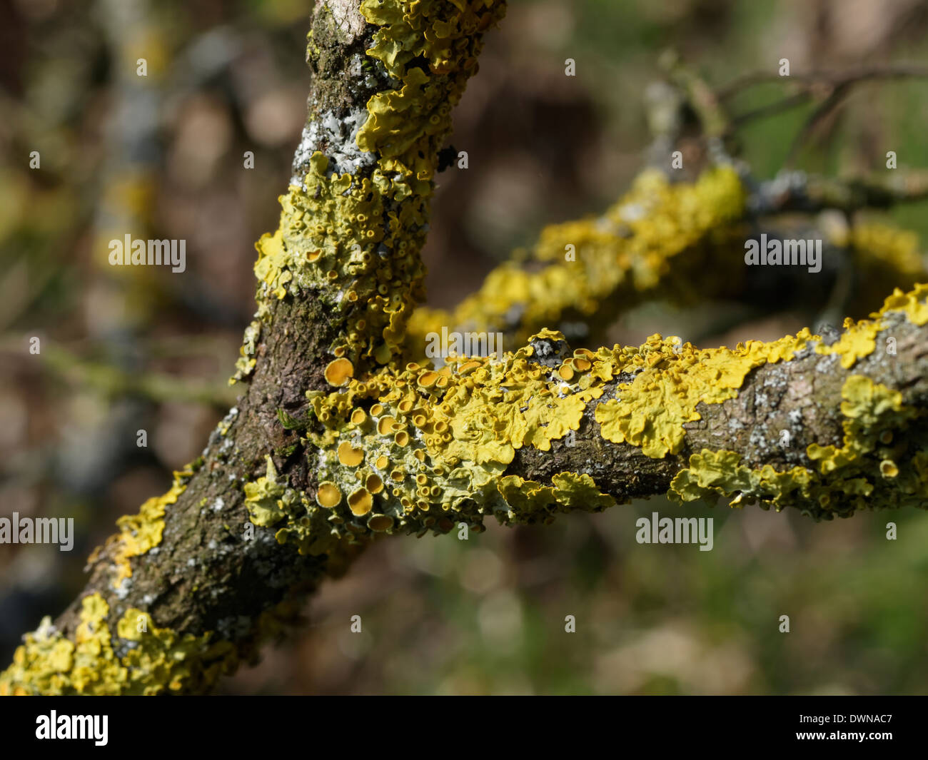 Lichen on a branch, detail Stock Photo - Alamy