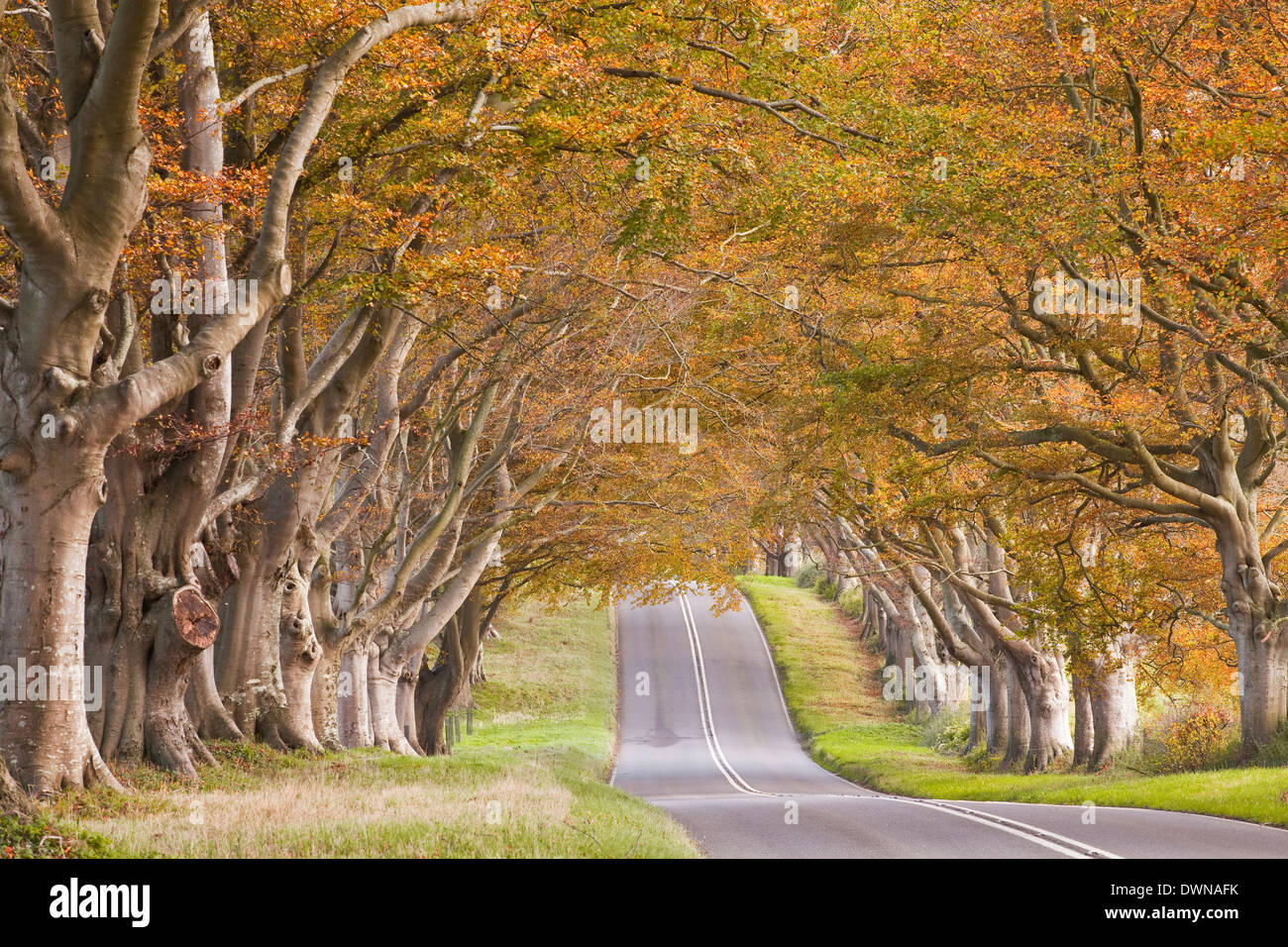 The beech avenue at Kingston Lacy in full autumn colour, Dorset ...