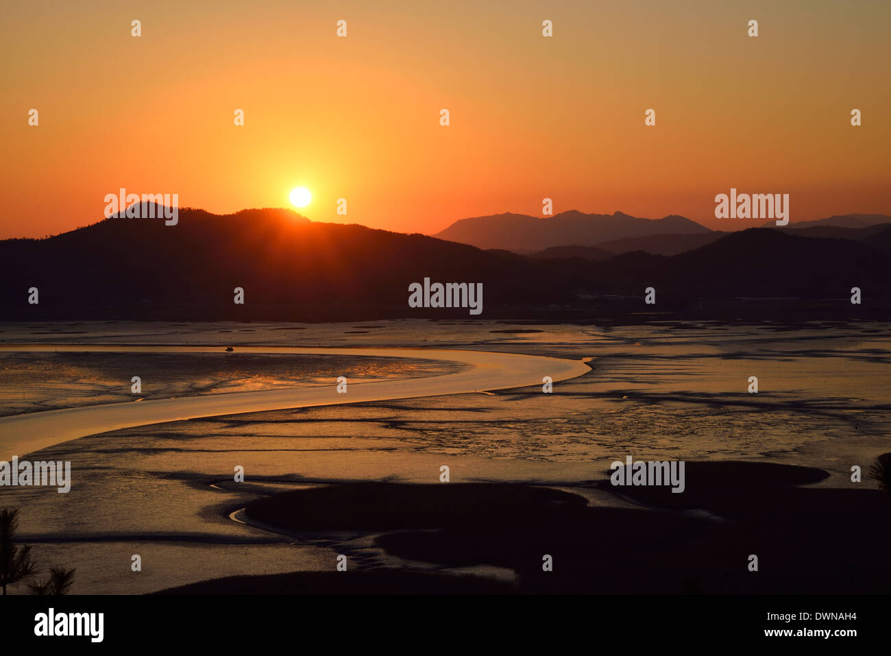 Sunset of Reeds field in Suncheon Bay in Korea Stock Photo - Alamy