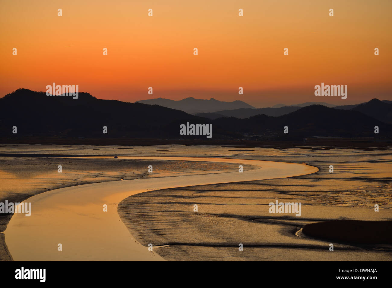 Sunset of Reeds field in Suncheon Bay in Korea Stock Photo - Alamy