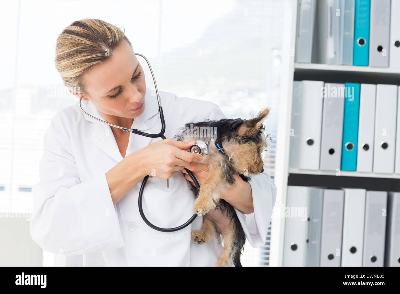 Veterinarian examining dog Stock Photo - Alamy