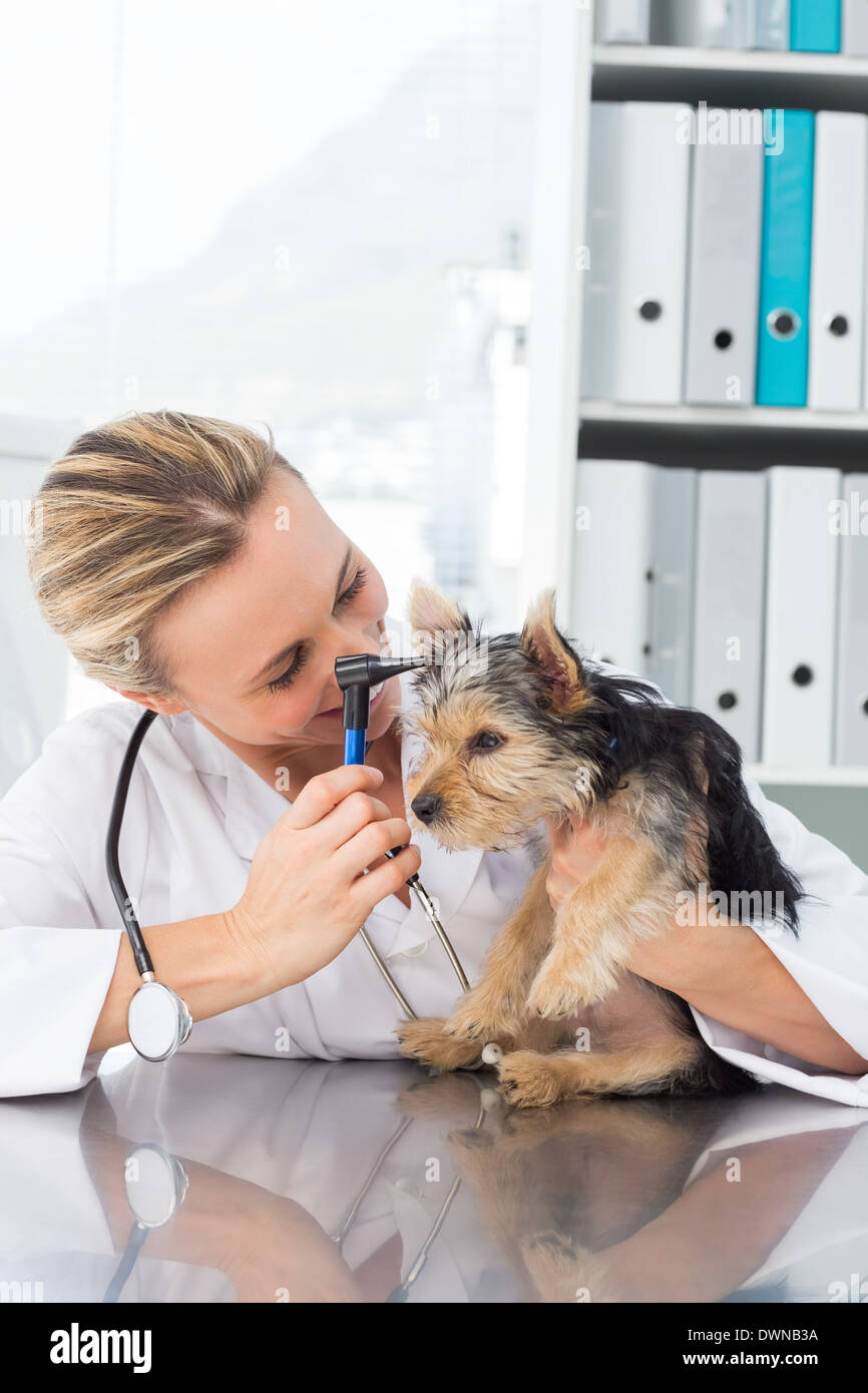 Otoscope dog hi-res stock photography and images - Alamy