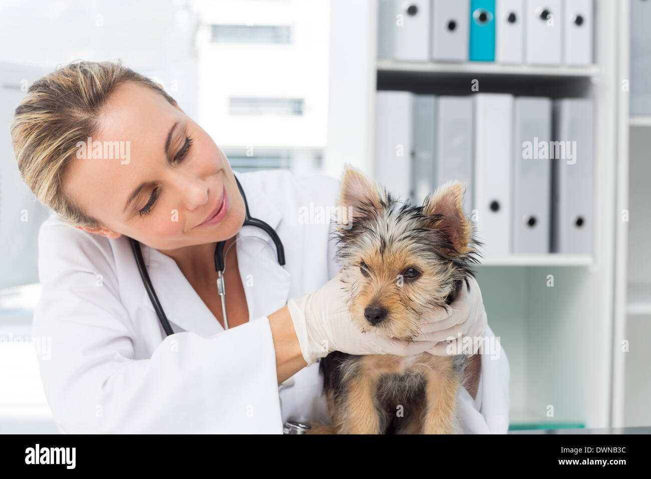 Vet examining puppy in clinic Stock Photo - Alamy