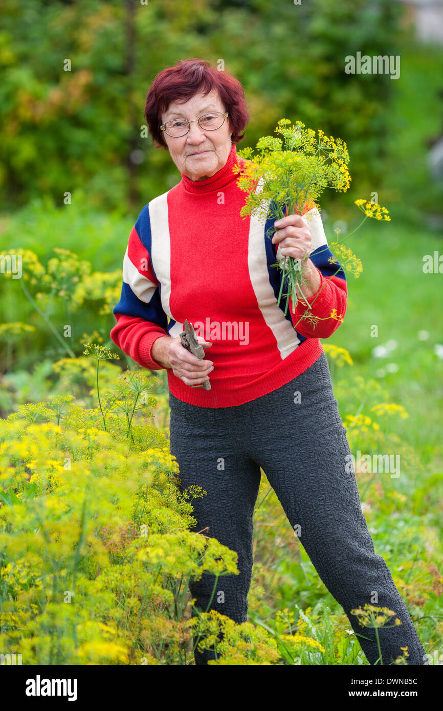 Dill grass hi-res stock photography and images - Alamy