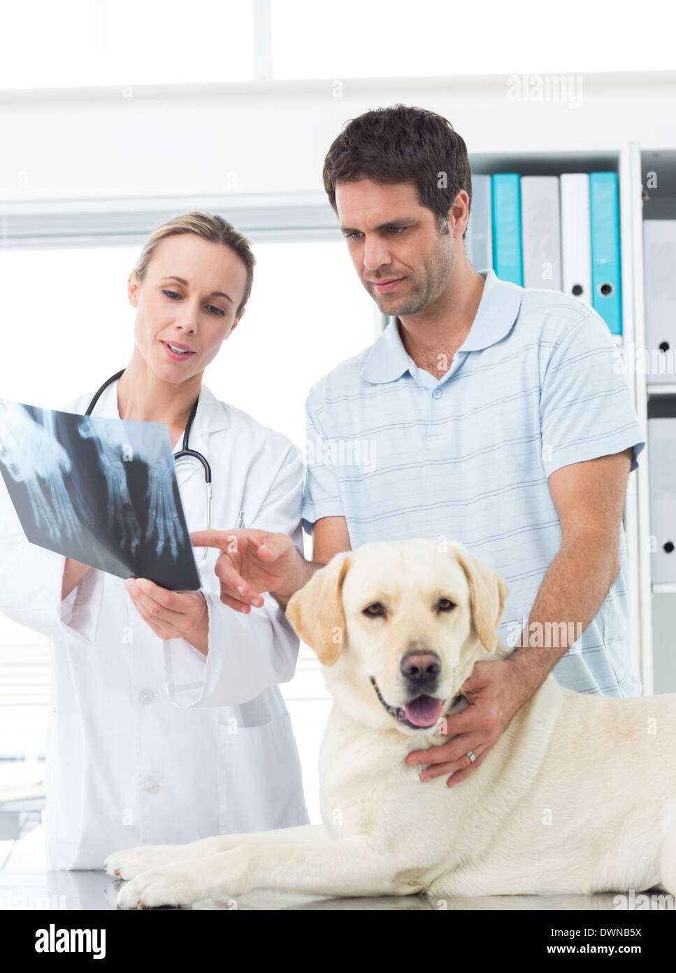 Vet and pet owner discussing Xray of dog Stock Photo - Alamy