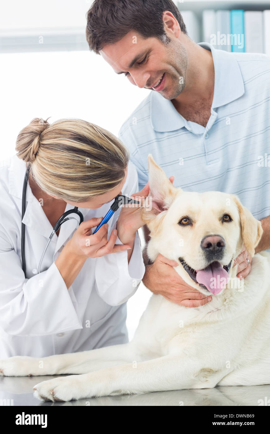 Veterinarian examining ear of dog with man Stock Photo - Alamy