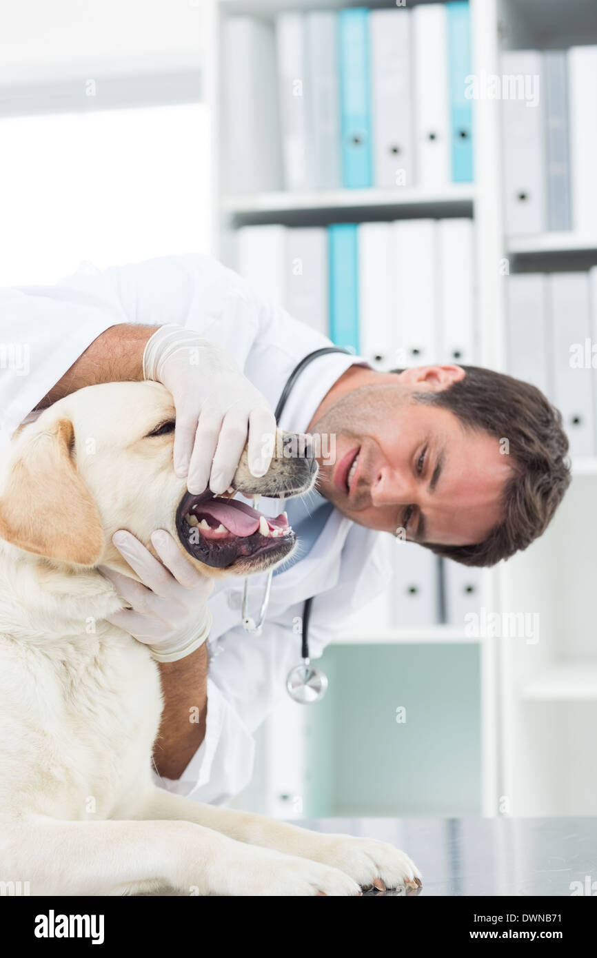 Vet teeth hi-res stock photography and images - Alamy