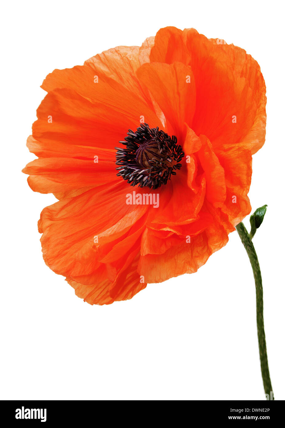 Single poppy isolated on white background. Closeup Stock Photo - Alamy
