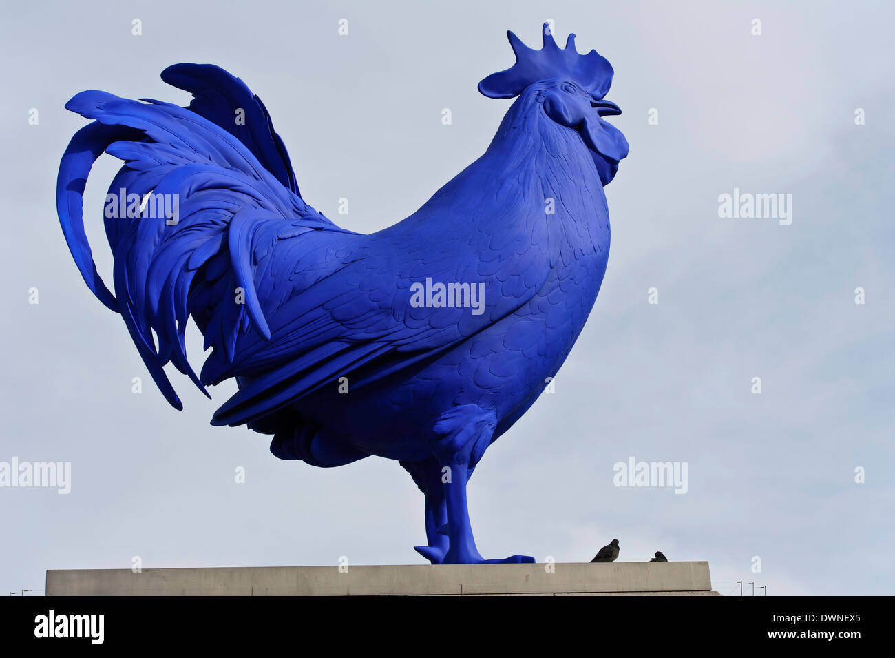 A giant blue cockerel sculpture by German artist Katharina Fritson on a ...