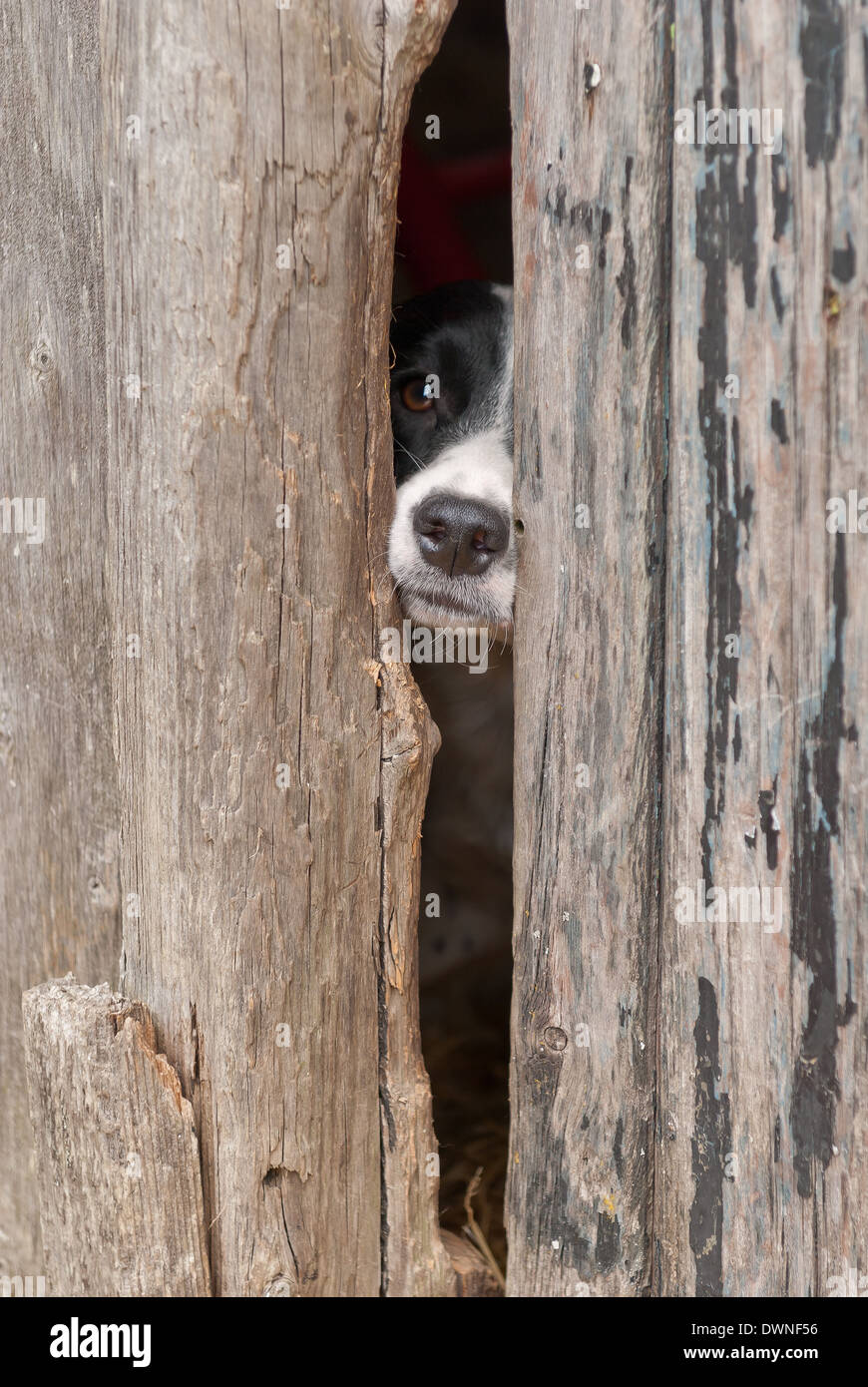 Cruelty to animals a border collie dog locked up in a farm shed with ...