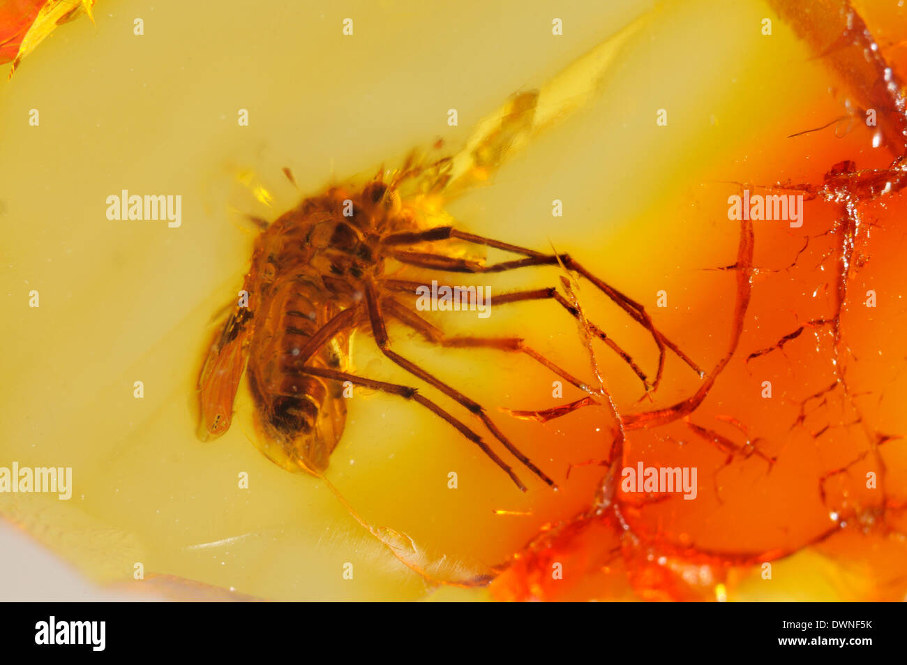 Prehistoric Insects In Amber