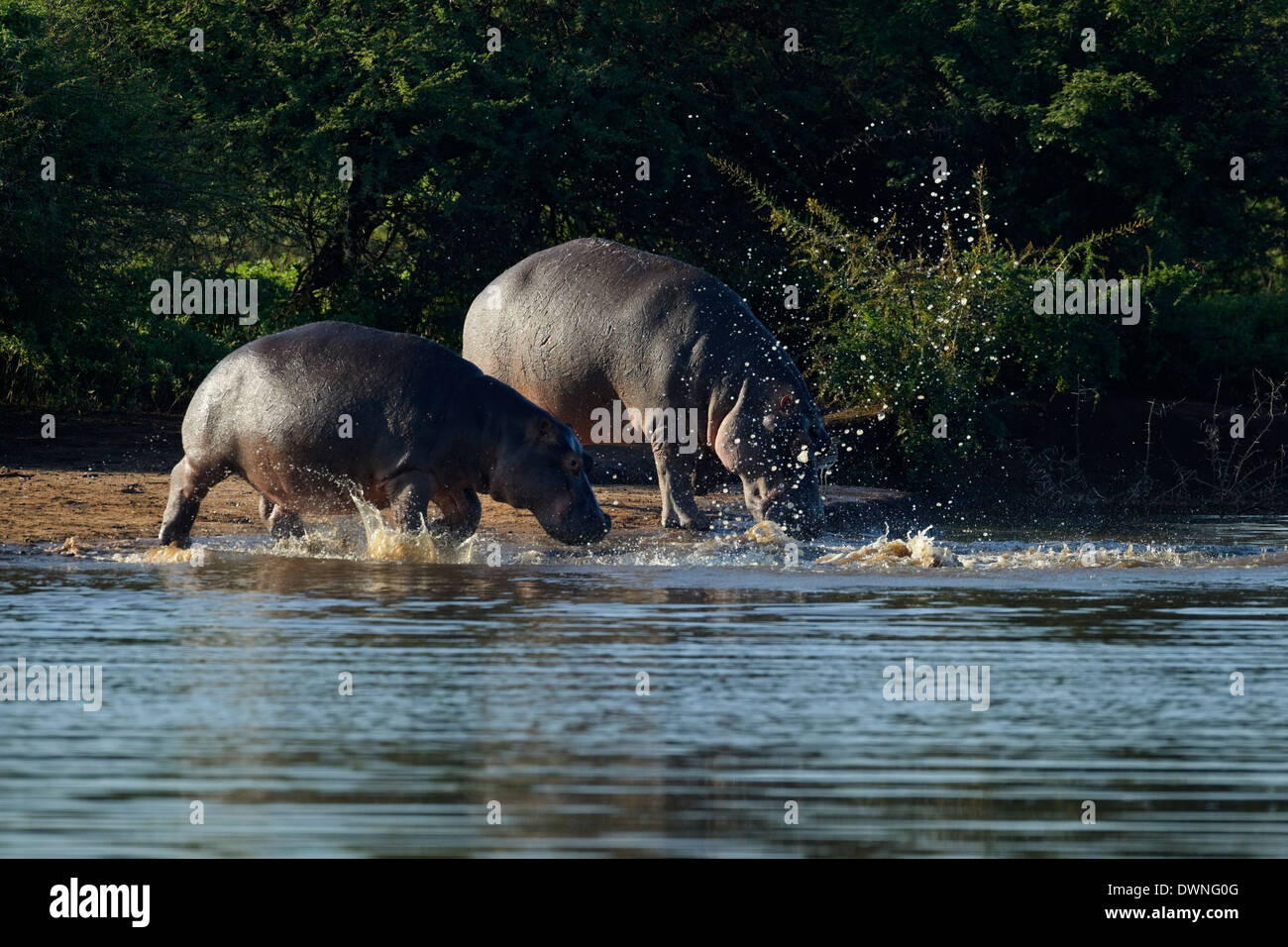 Hippopotamus amphibius hippo hi-res stock photography and images - Alamy