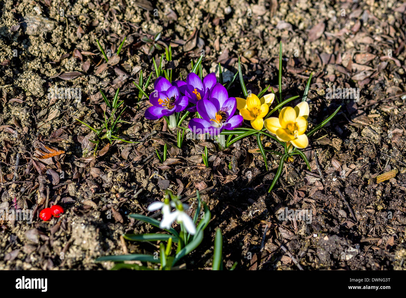 one of the first spring flowers in garden Stock Photo - Alamy
