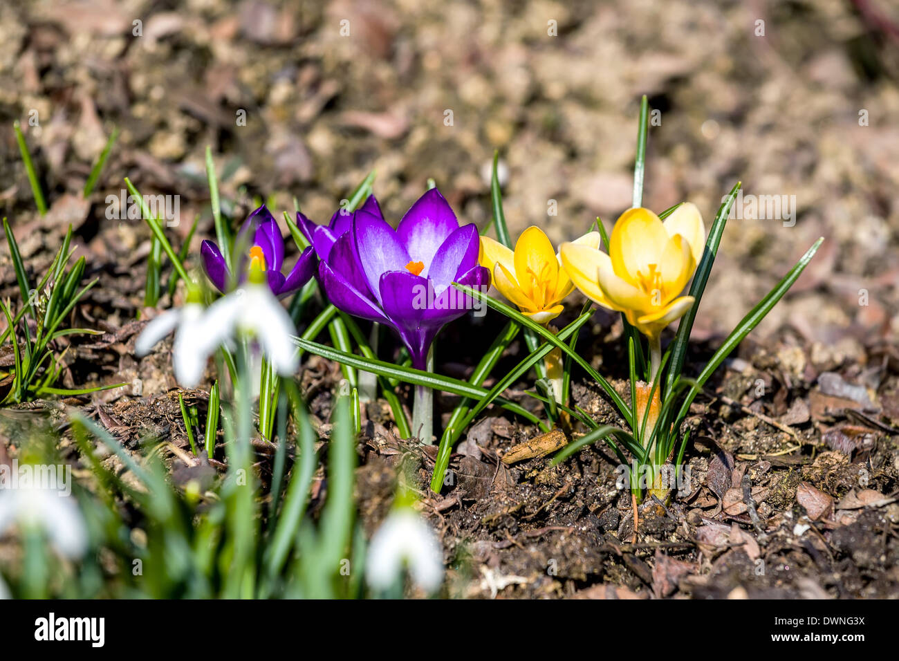 one of the first spring flowers in garden Stock Photo - Alamy