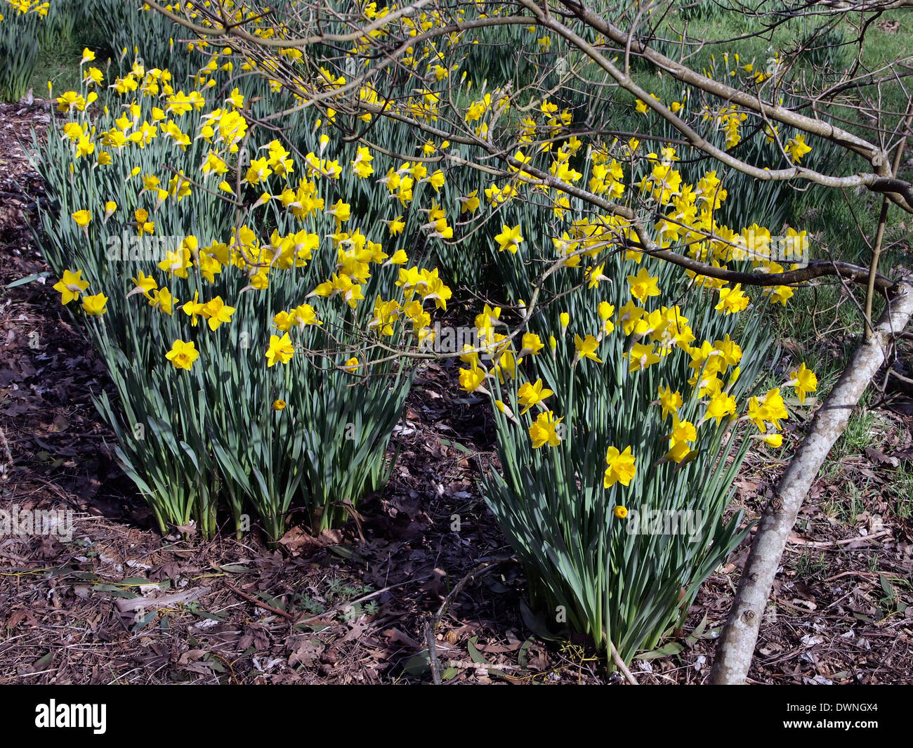 Daffodils (narcissi) naturalised amongst trees and shrubs a the Hillier ...