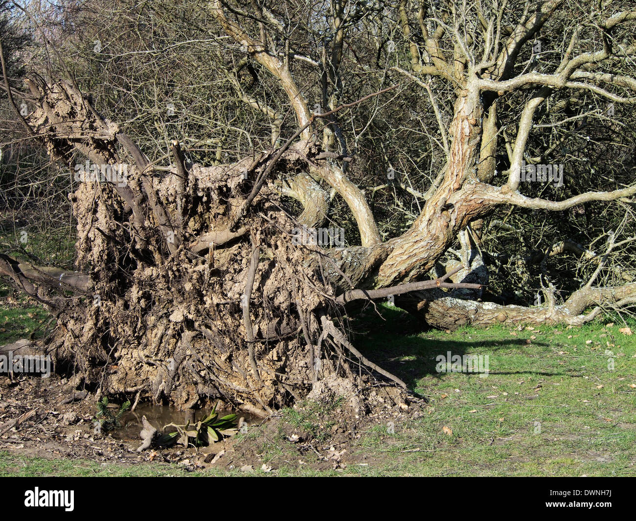 A fallen tree toppled by winter storms in early 2014 at Hillier Gardens ...