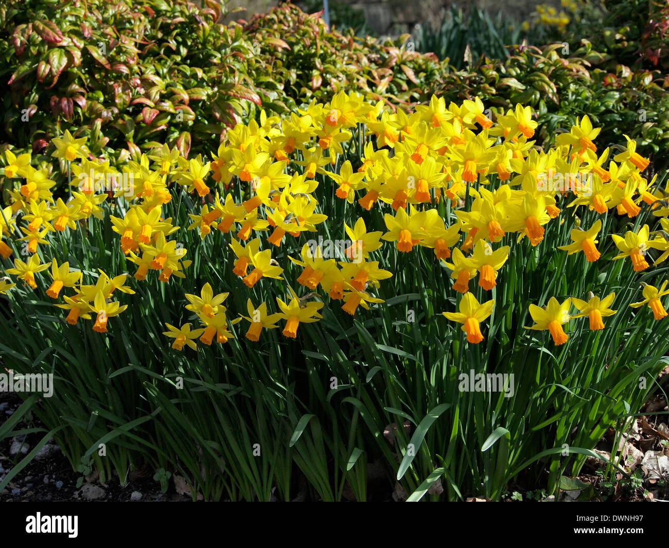 Bright yellow and orange narcissi naturalised in a shrubbery at Hillier ...