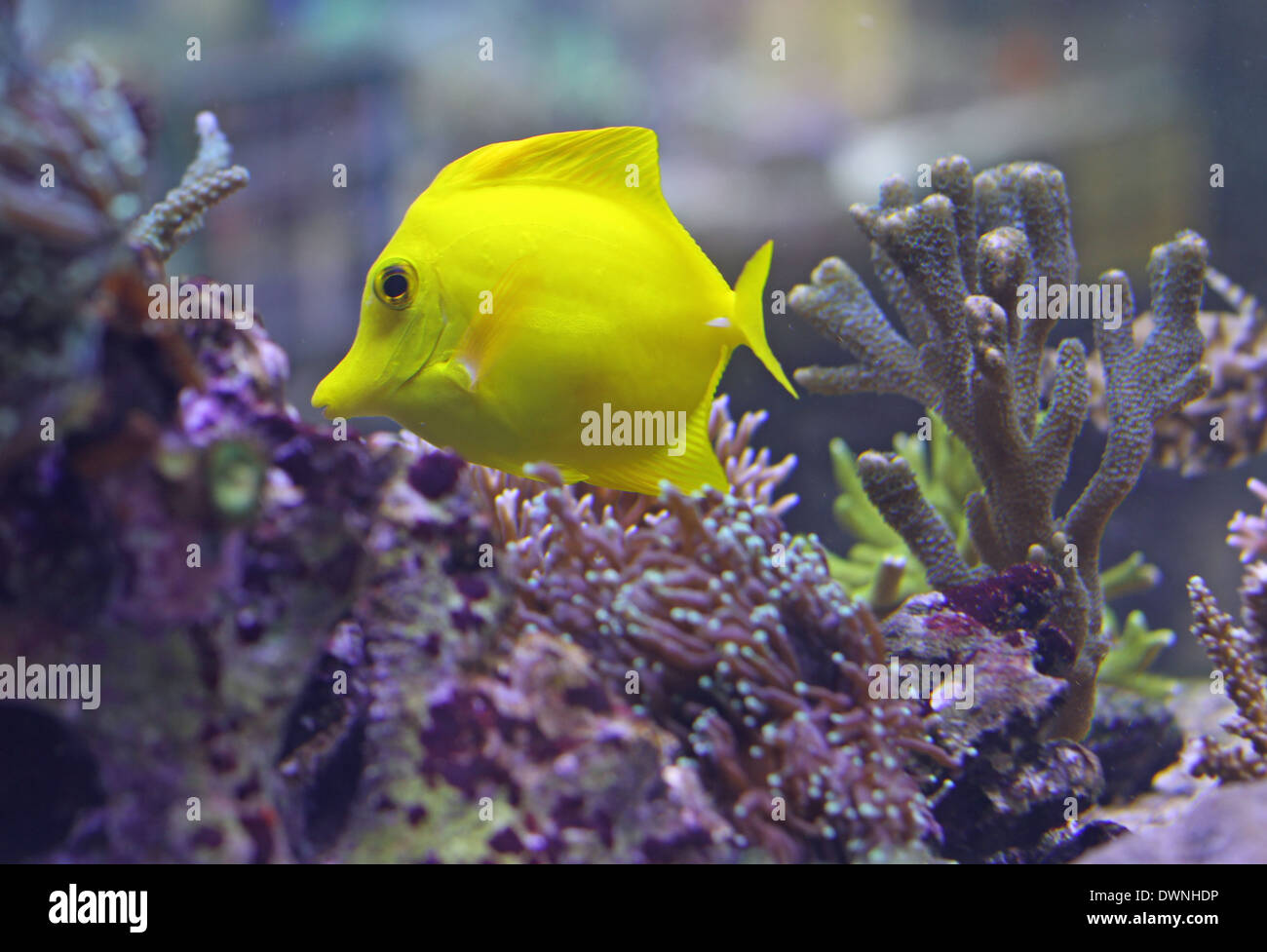 Purple And Yellow Tropical Fish