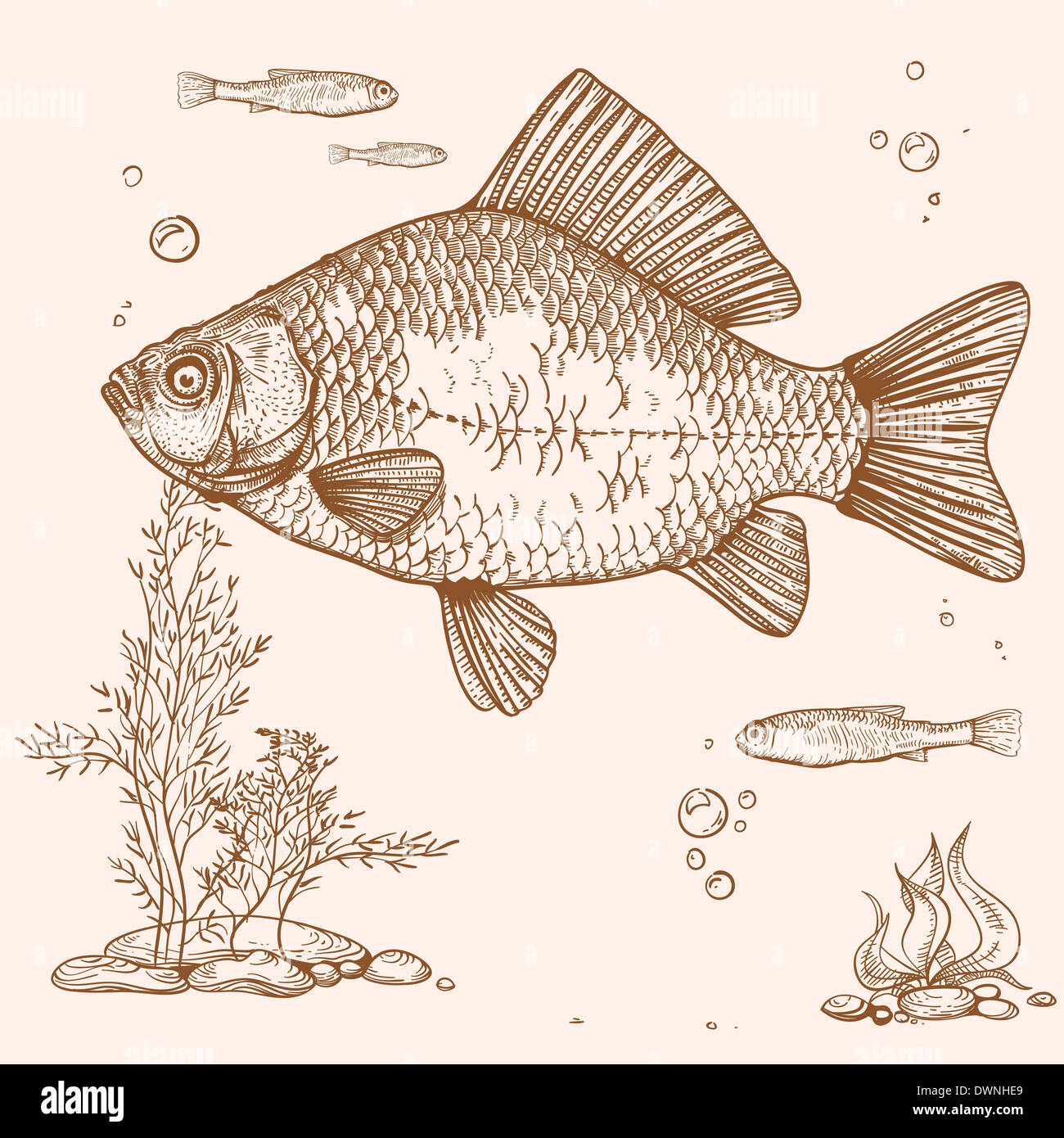 engraving of fish, seaweed, eggs and fry Stock Photo - Alamy