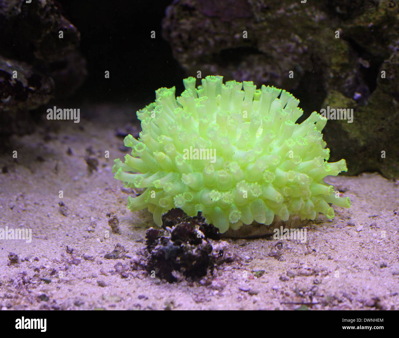 Phosphorescent sea hi-res stock photography and images - Alamy