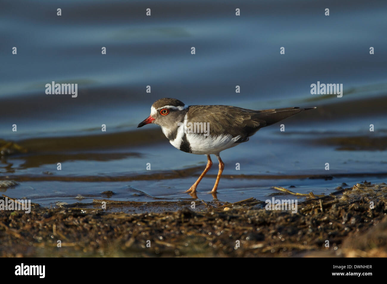 Three banded plovers hi-res stock photography and images - Alamy