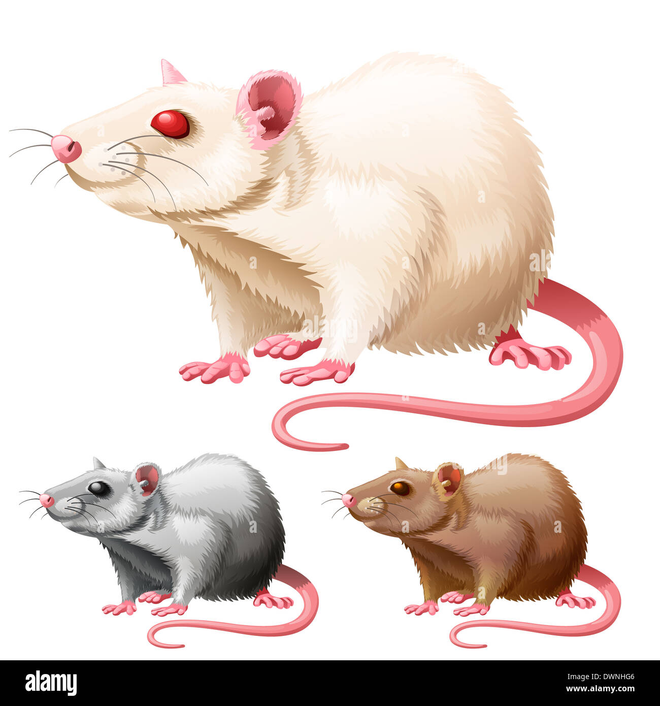 vector illustration of three lab rats on white background Stock Photo ...