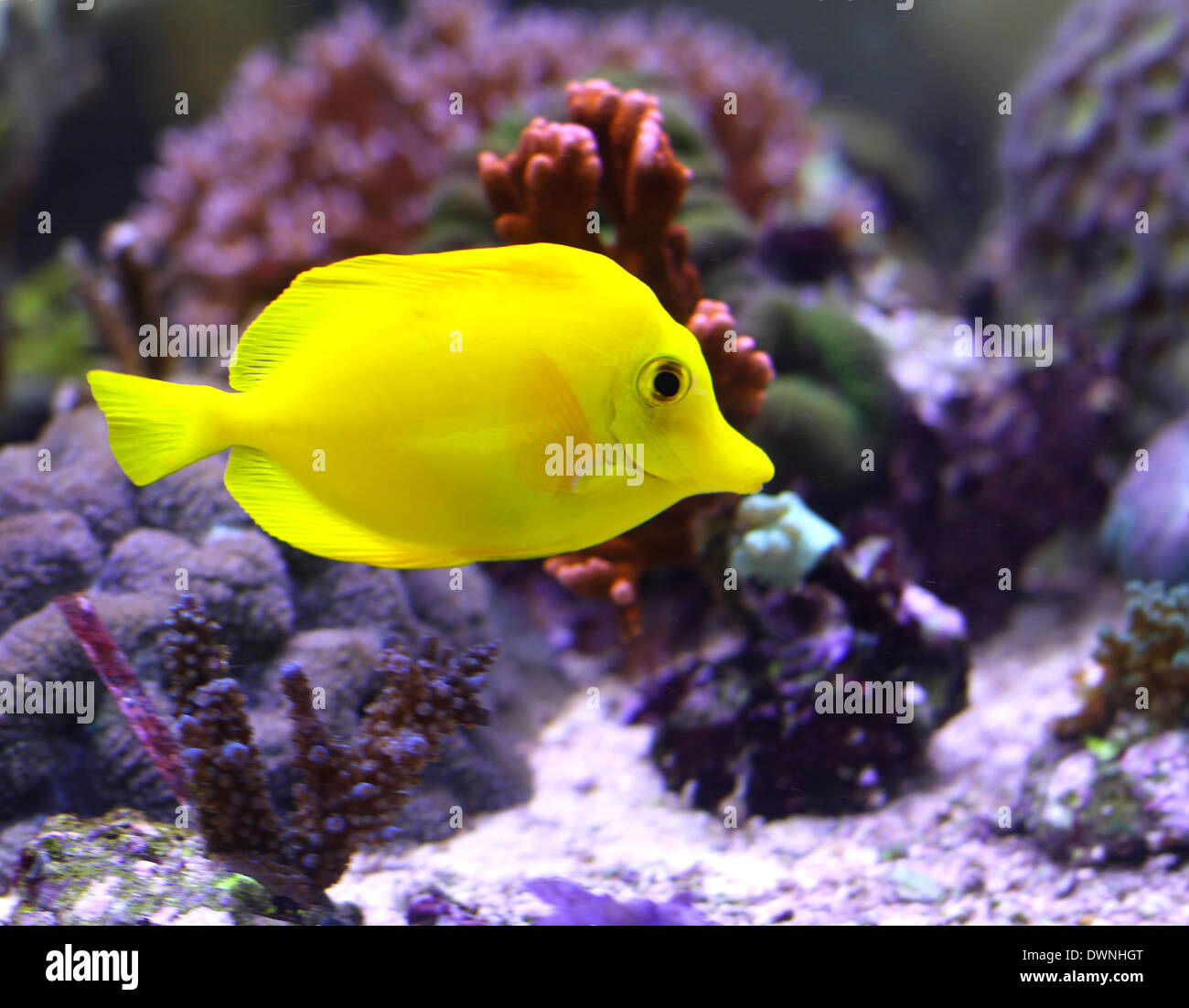 Seychelles tropical fish hi-res stock photography and images - Alamy