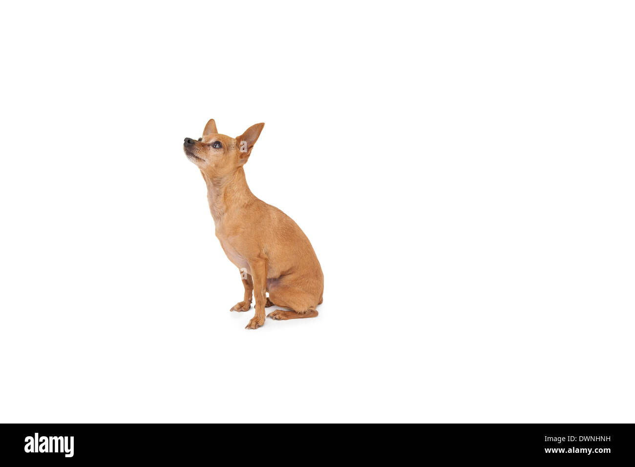 Full length side view of a dog looking up Stock Photo - Alamy