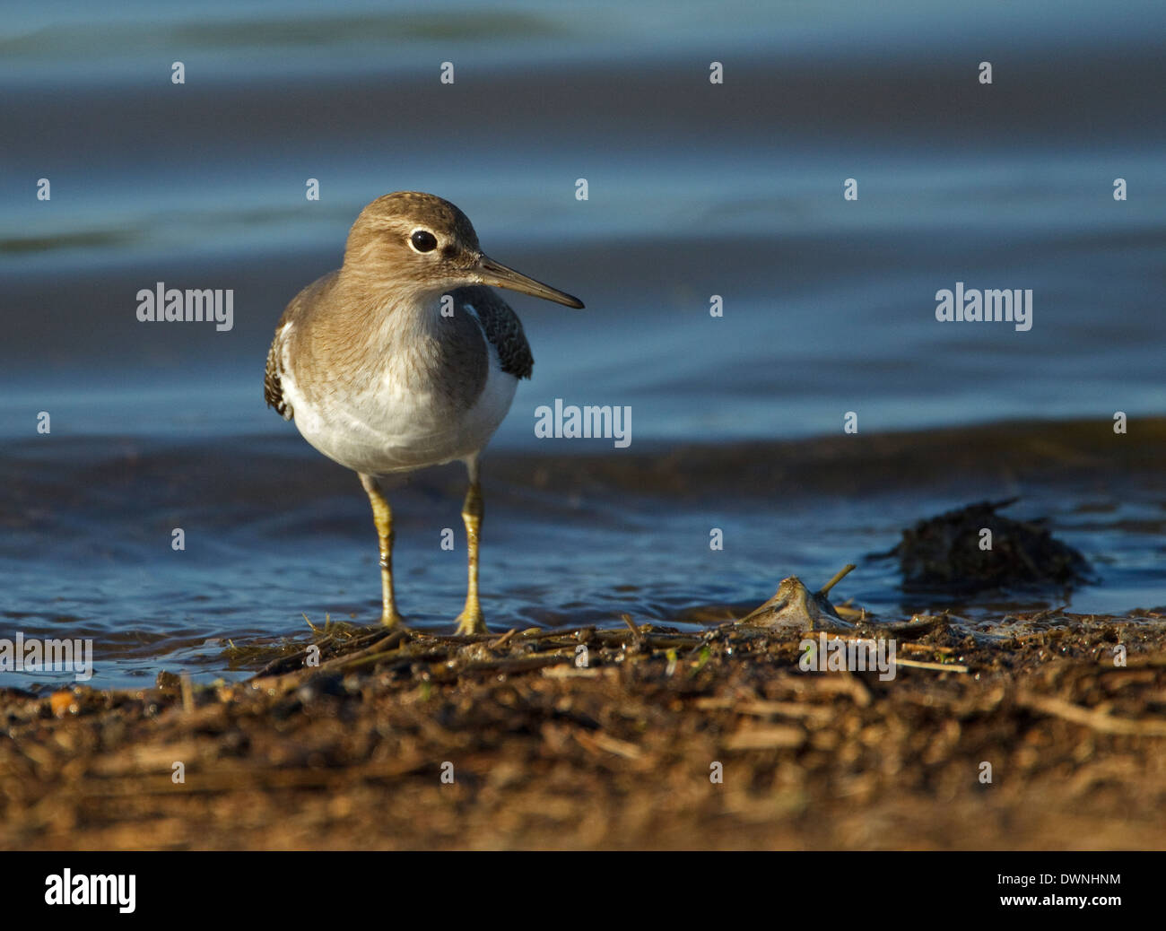 Common Sandpiper (Actitis hypoleucos), Kruger National Park South ...