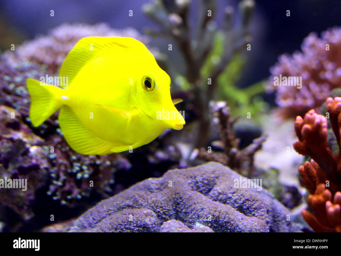 yellow tropical fish that swims in the marine aquarium Stock Photo - Alamy