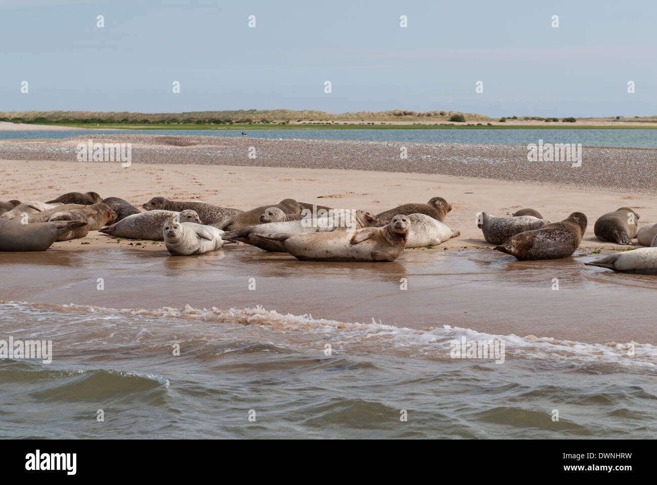 Herd group colony of mainly common seals and a few grey with some ...