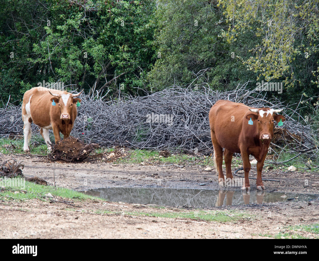 Israeli lebanese border hi-res stock photography and images - Alamy