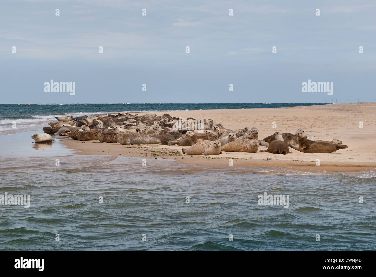 Herd group colony of mainly common seals and a few grey with some ...