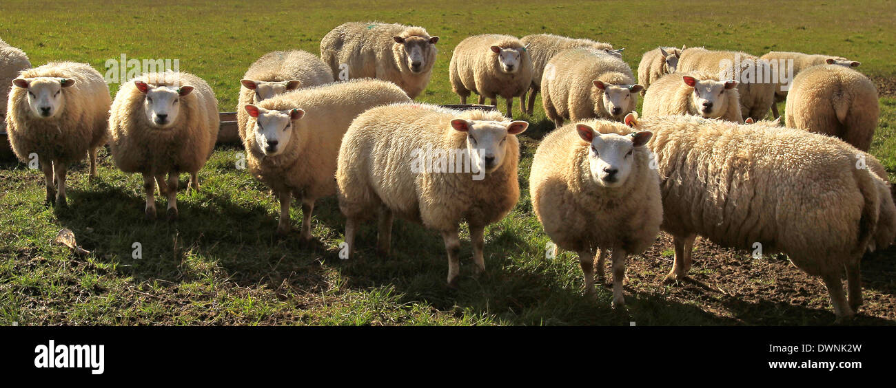 Sheep in field staring at camera hi-res stock photography and images ...