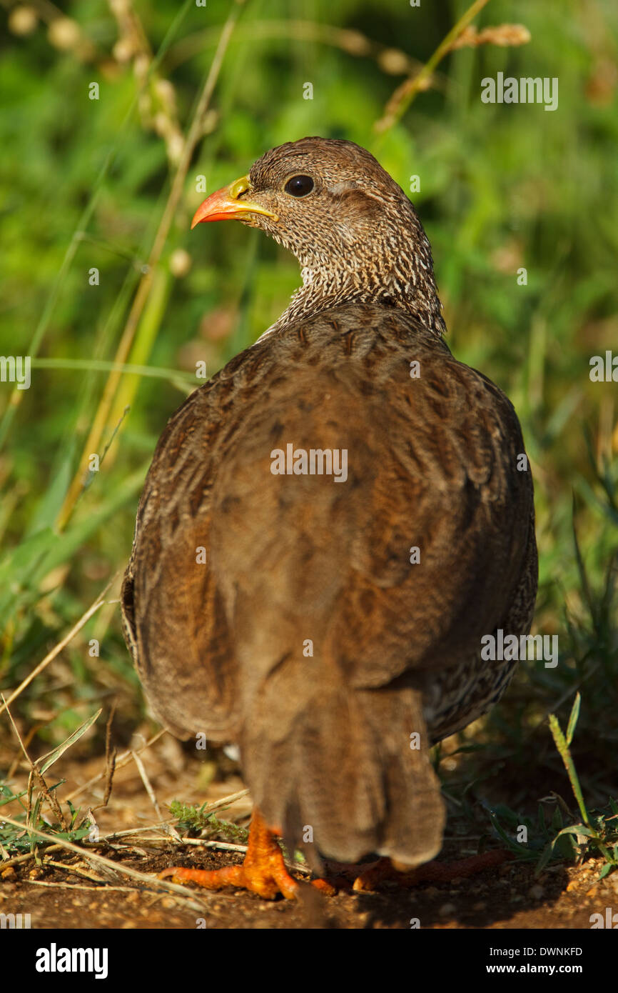 Pternistis natalensis hi-res stock photography and images - Alamy