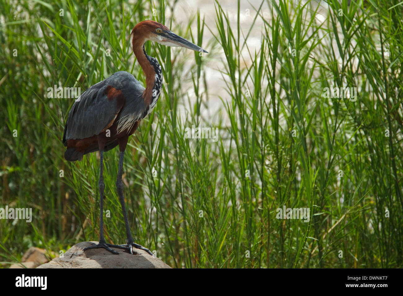 Goliath Heron (Ardea goliath), Kruger National Park South Africa Stock ...