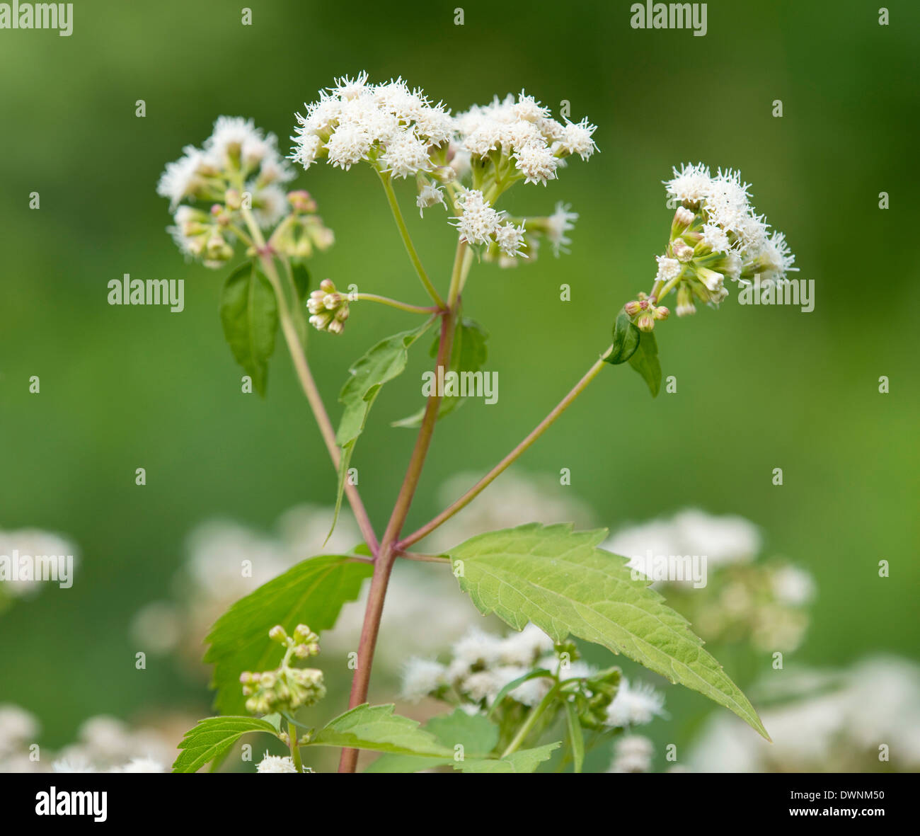 White snakeroot hi-res stock photography and images - Alamy