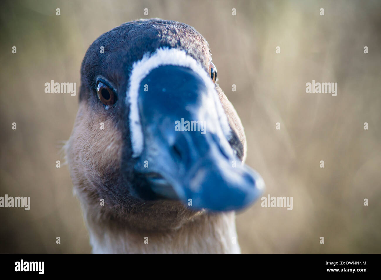 Swan goose (Anser cygnoides) also known as grey Chinese goose Stock ...