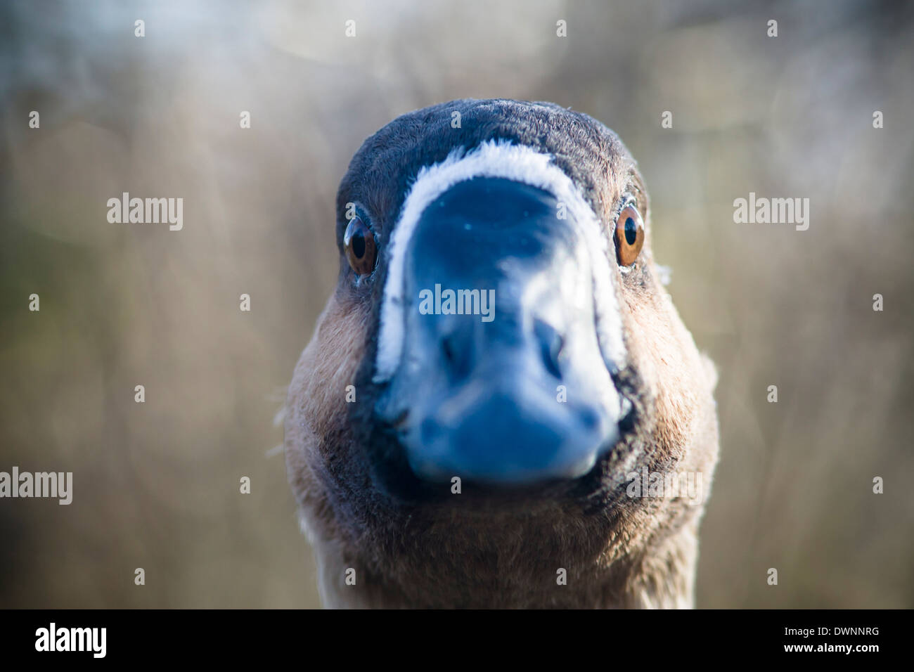 Swan goose (Anser cygnoides) also known as grey Chinese goose Stock ...